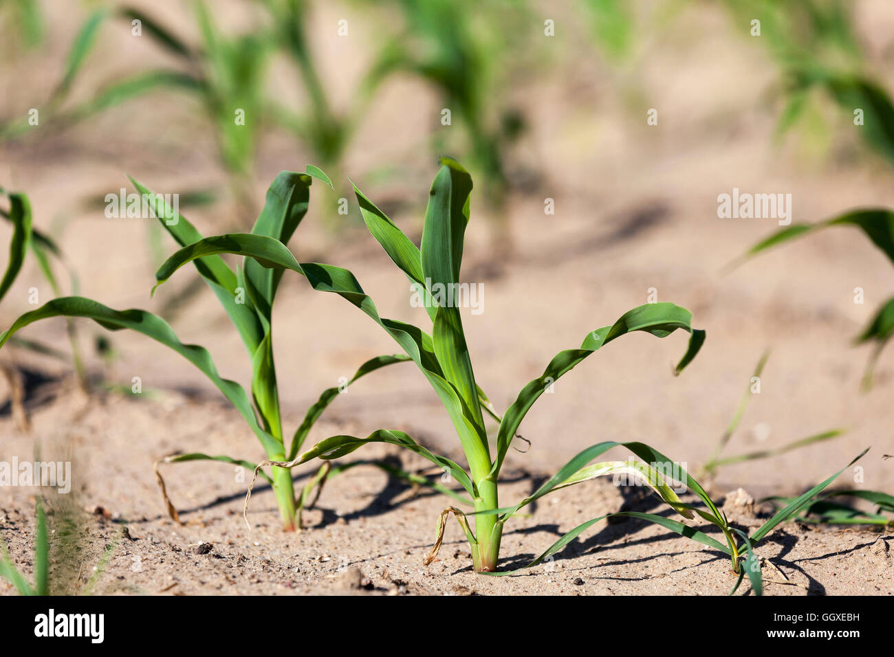 green corn. Spring Stock Photo - Alamy