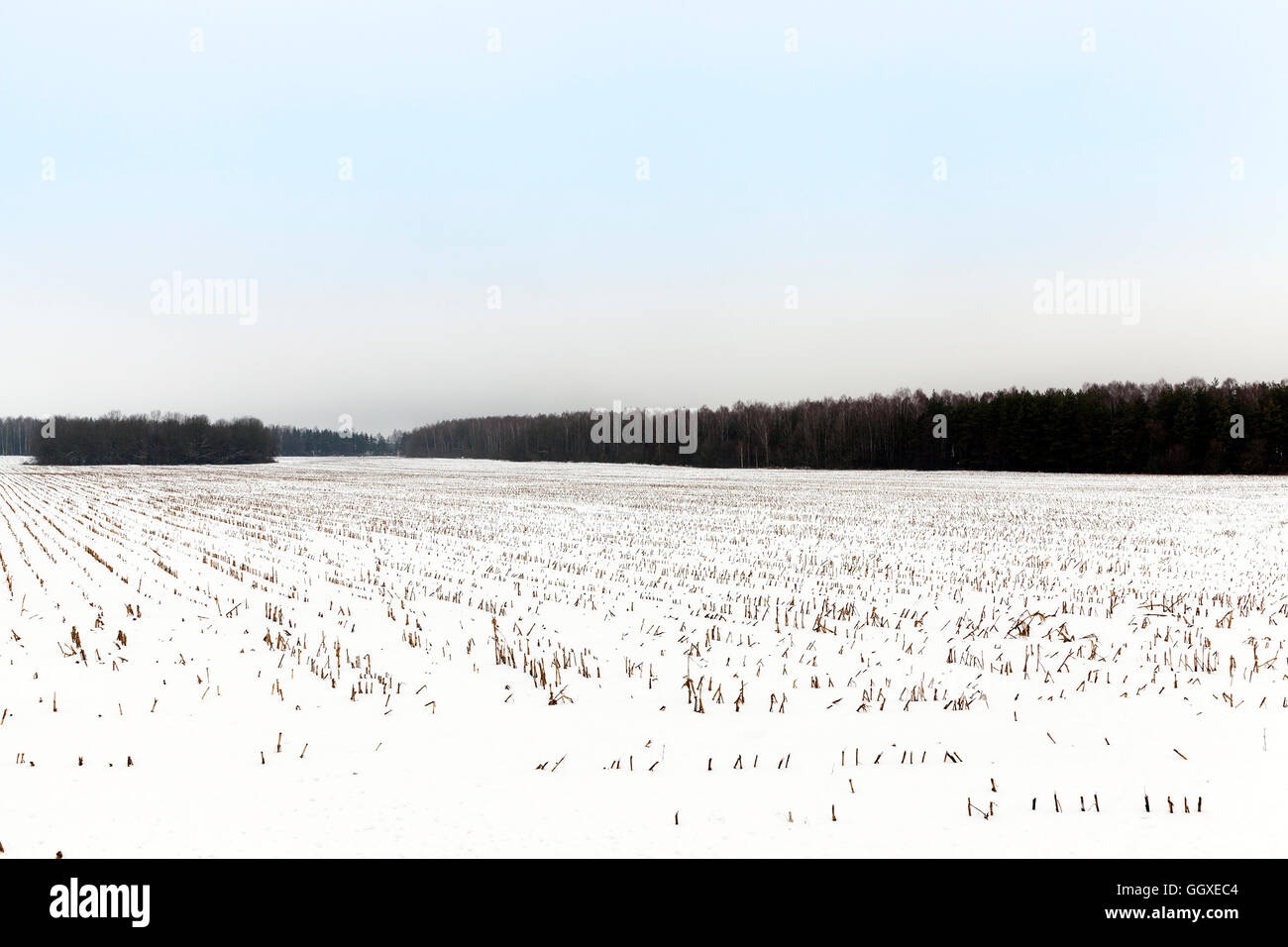 agriculture field in winter Stock Photo - Alamy
