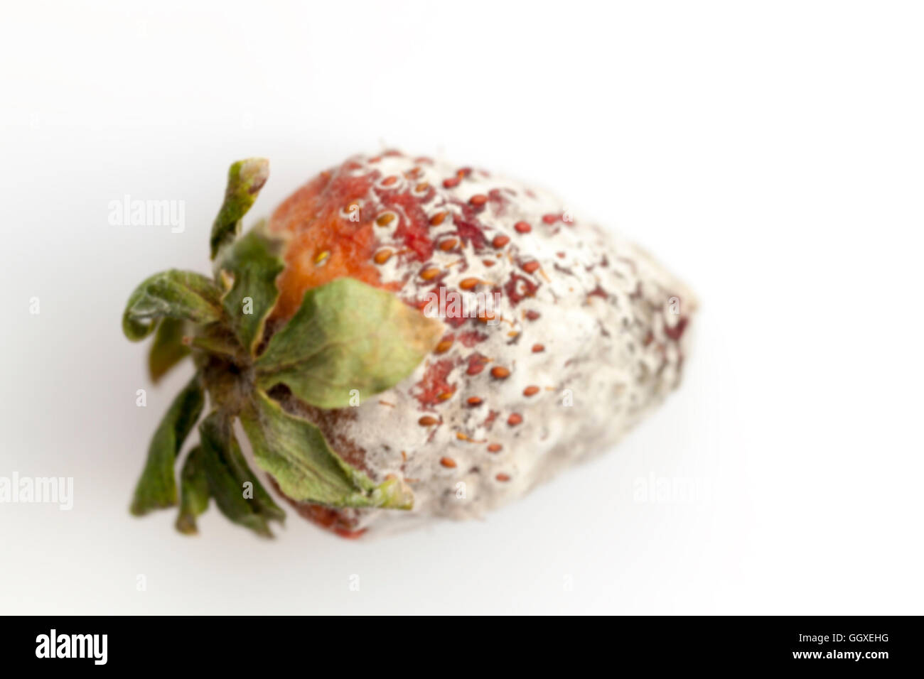 Strawberry with mold Stock Photo - Alamy