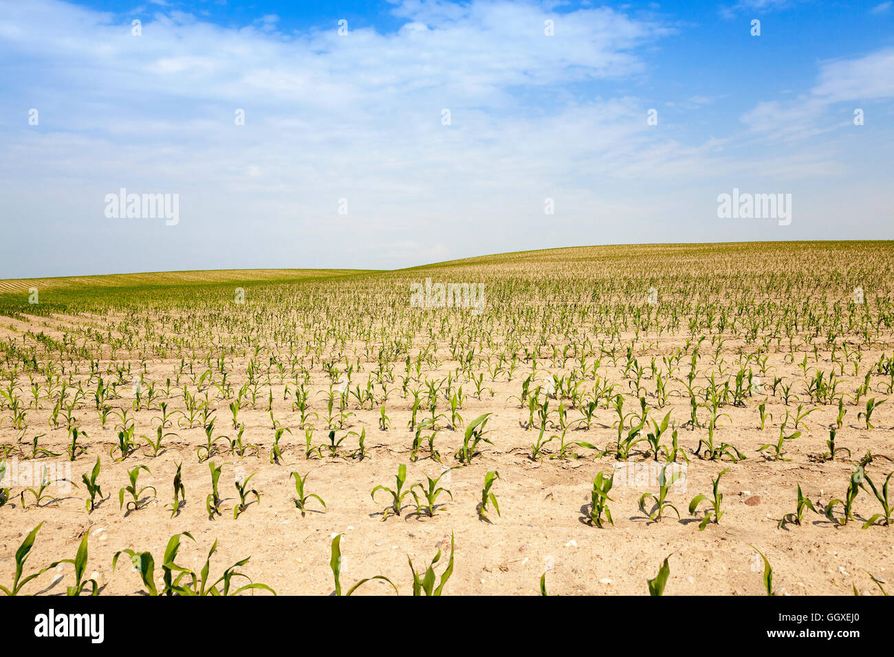 Corn field, summer Stock Photo - Alamy