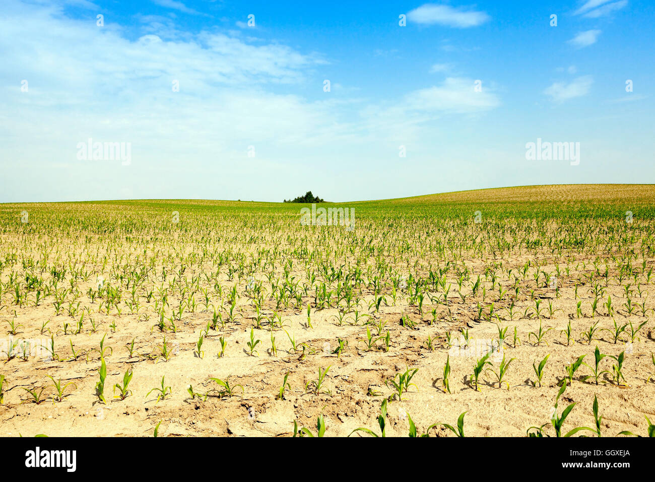 Corn field, summer Stock Photo - Alamy