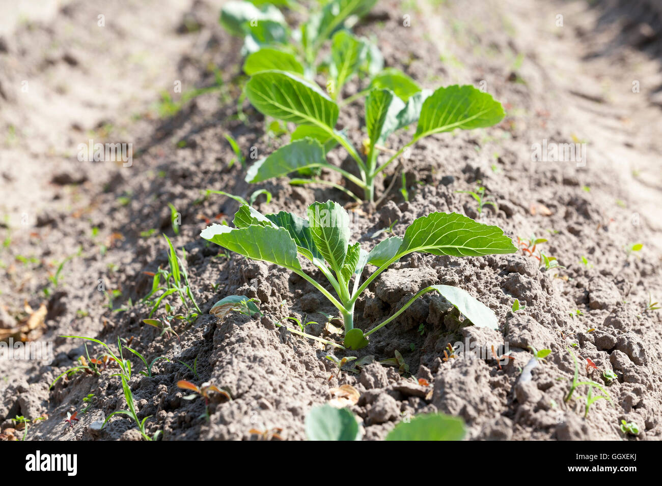 Field with cabbage Stock Photo - Alamy