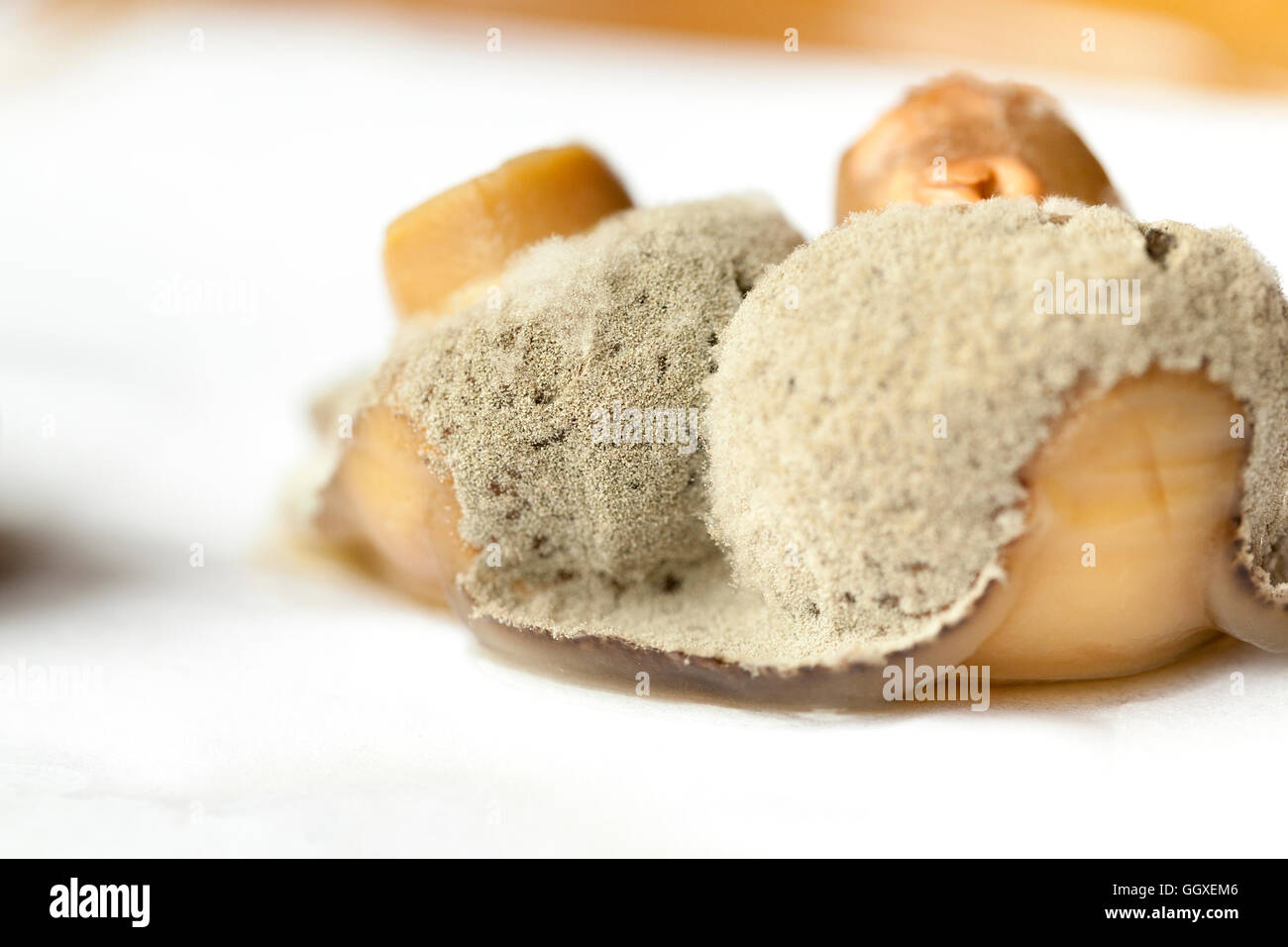mold on mushrooms Stock Photo - Alamy