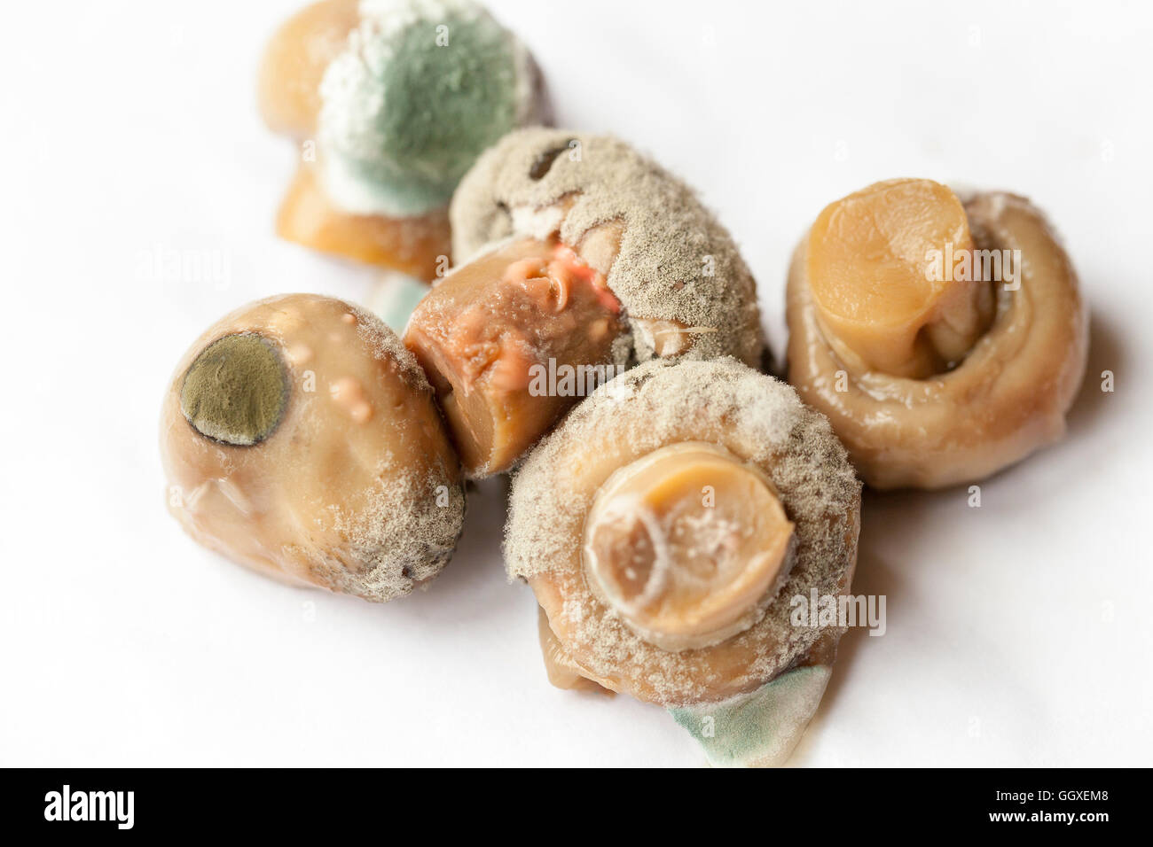 mold on mushrooms Stock Photo - Alamy