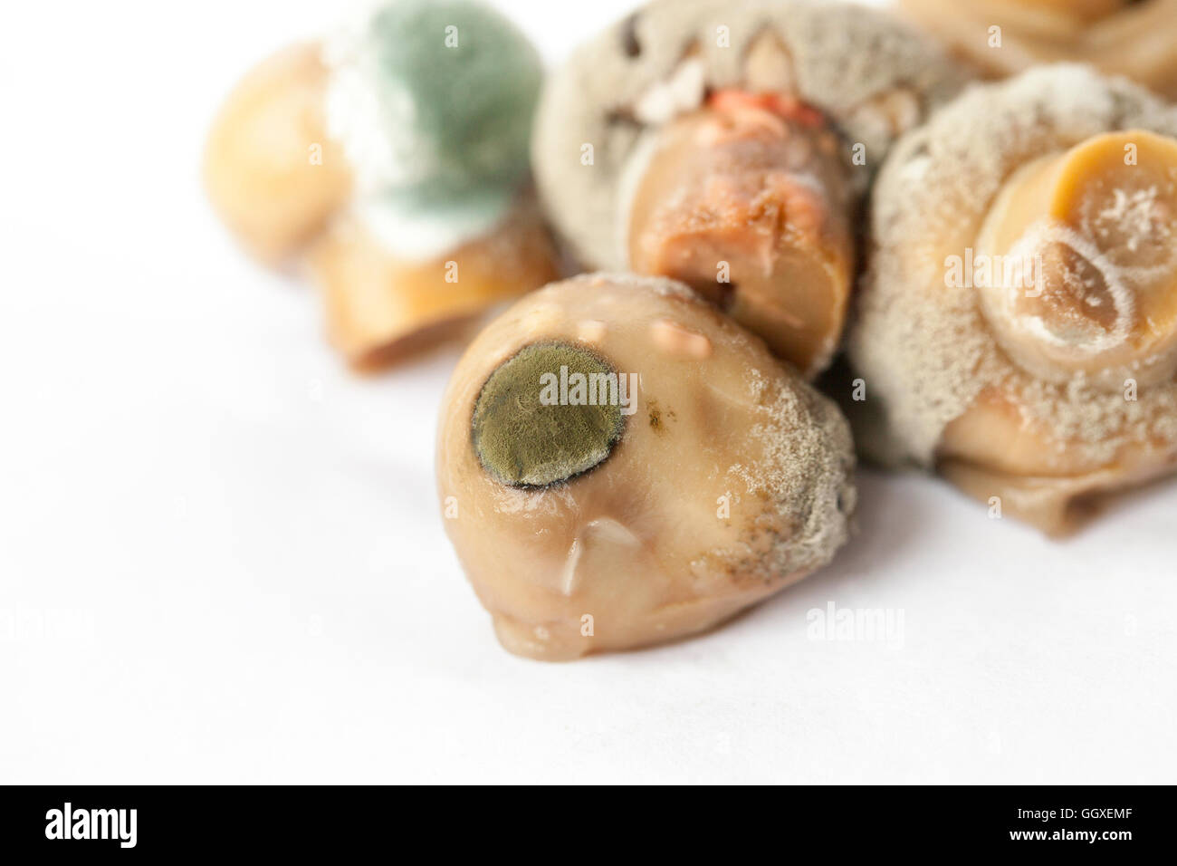 mold on mushrooms Stock Photo - Alamy