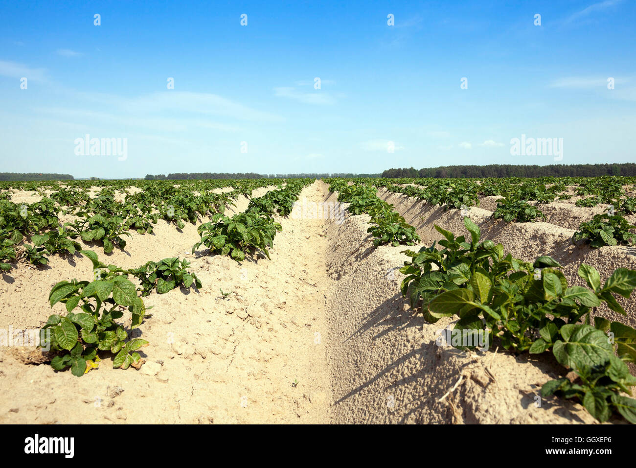 Agriculture, potato field Stock Photo - Alamy