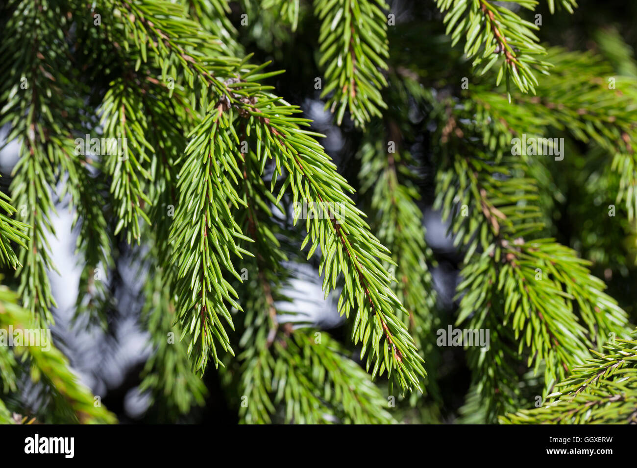 green fir tree close-up Stock Photo - Alamy