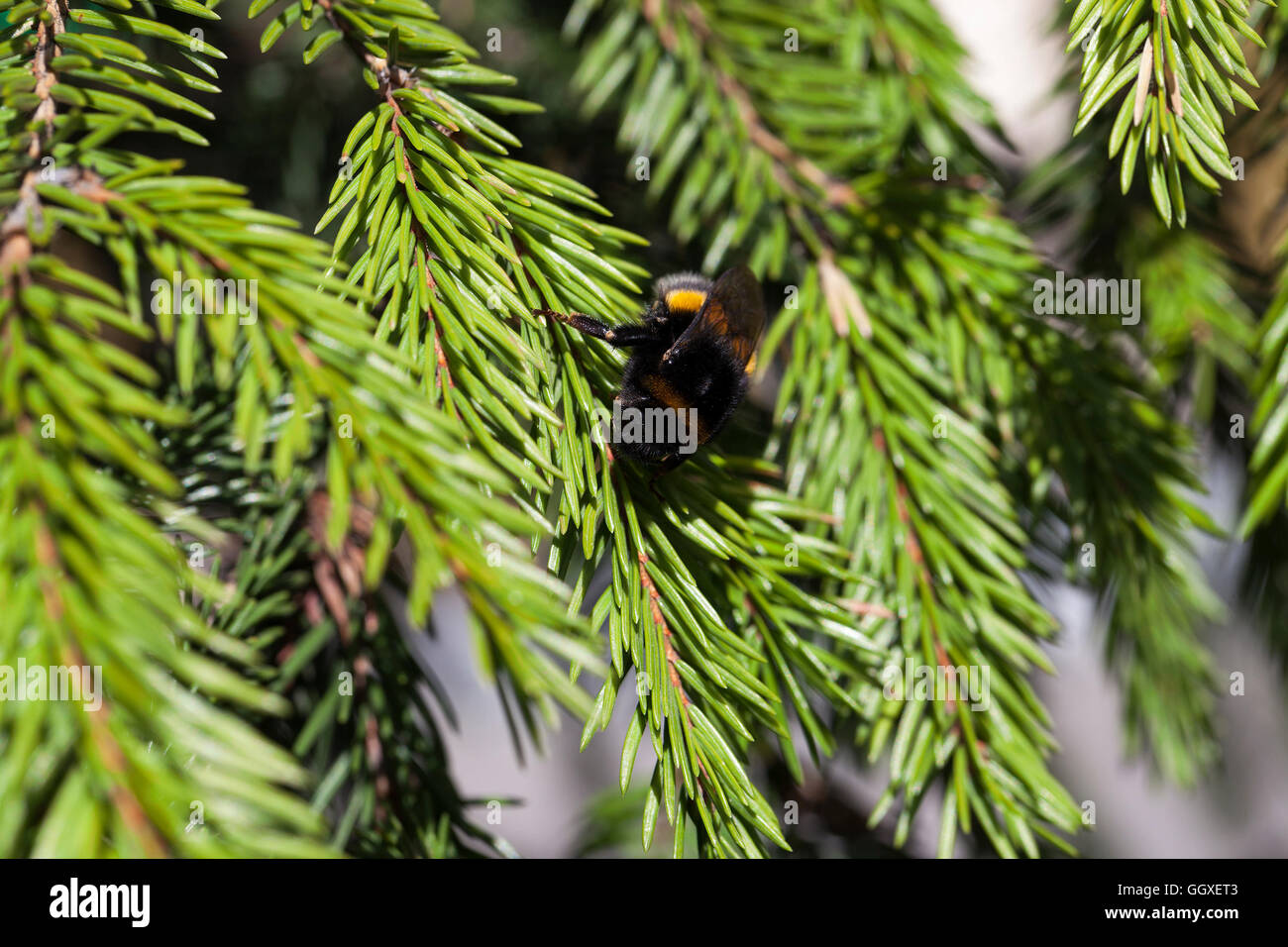 green fir tree close-up Stock Photo - Alamy