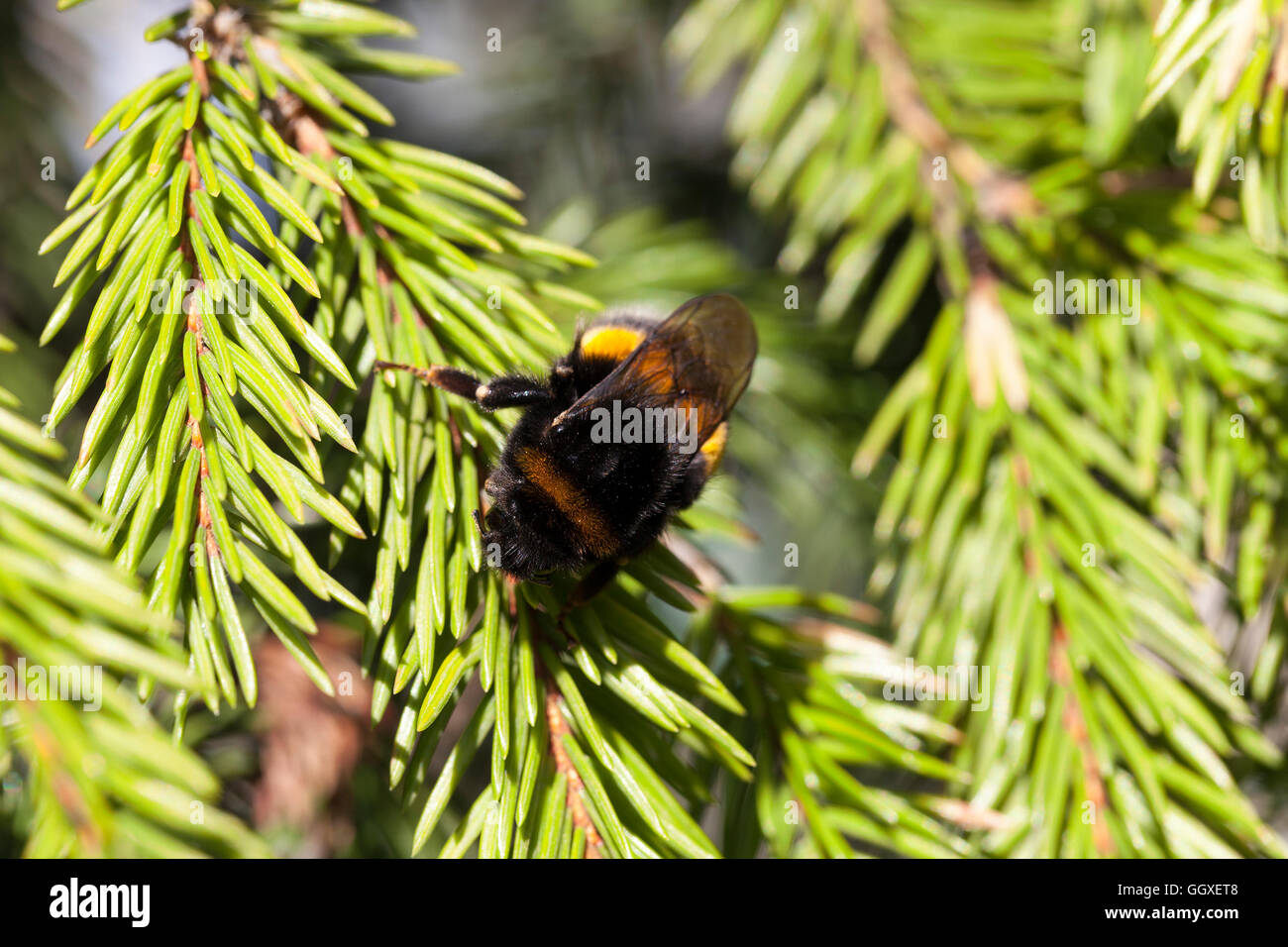 green fir tree close-up Stock Photo - Alamy
