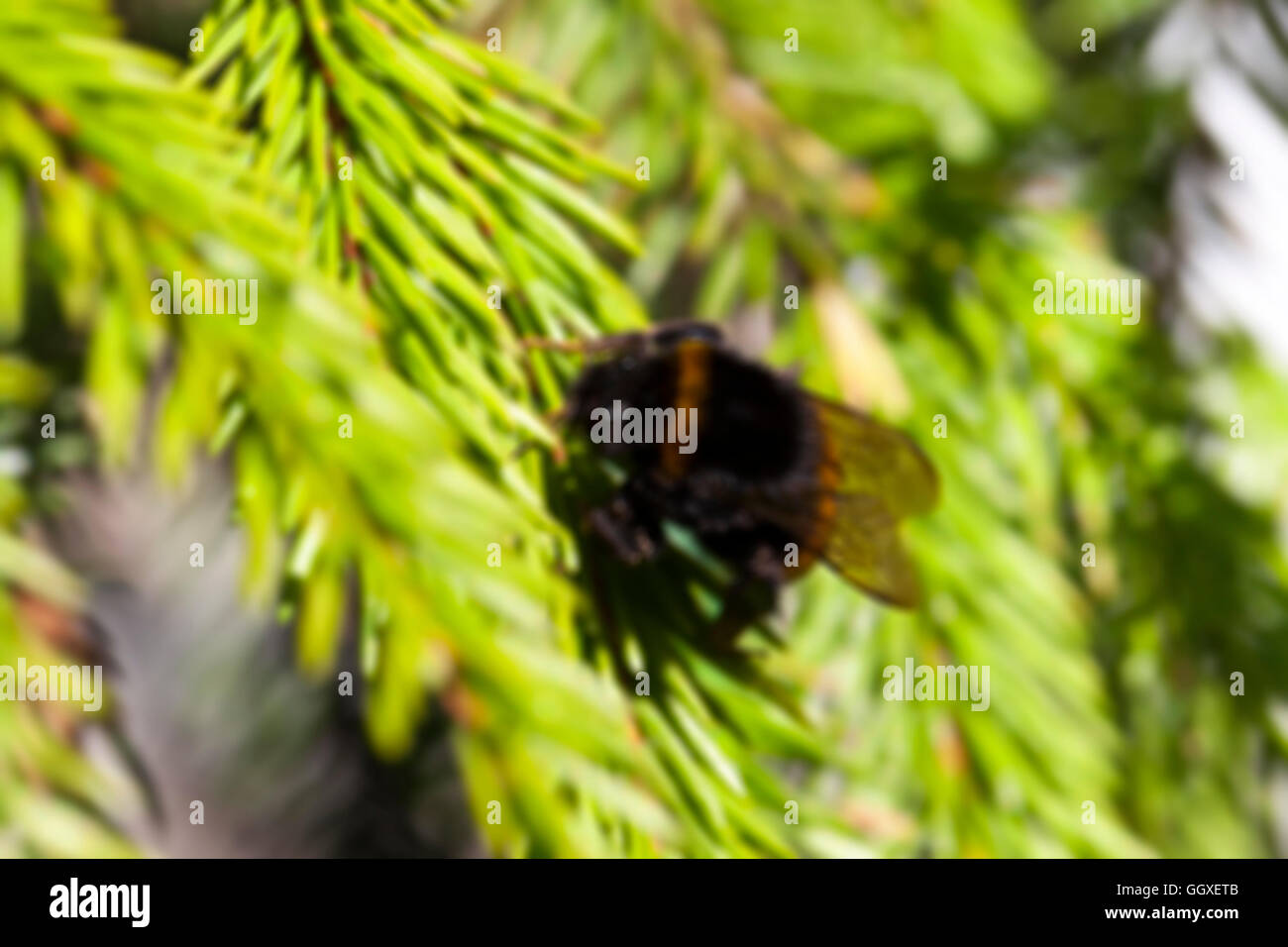 Fir tree close up hi-res stock photography and images - Alamy