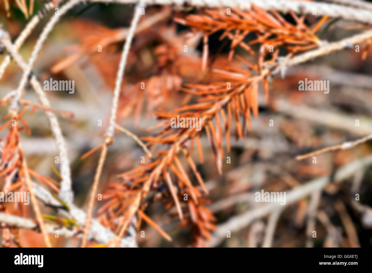 dried spruce, close-up Stock Photo - Alamy