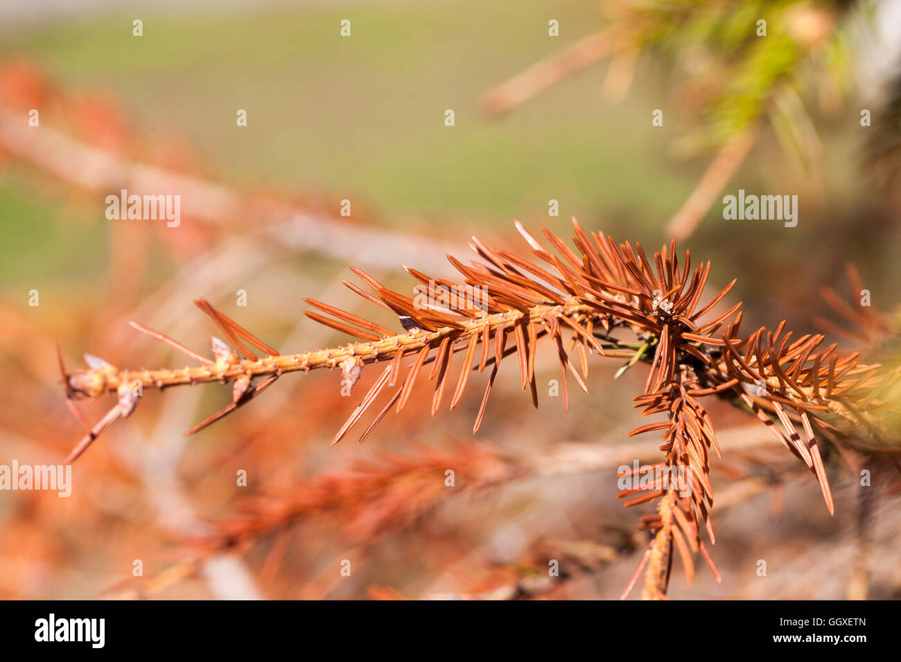 dried spruce, close-up Stock Photo - Alamy
