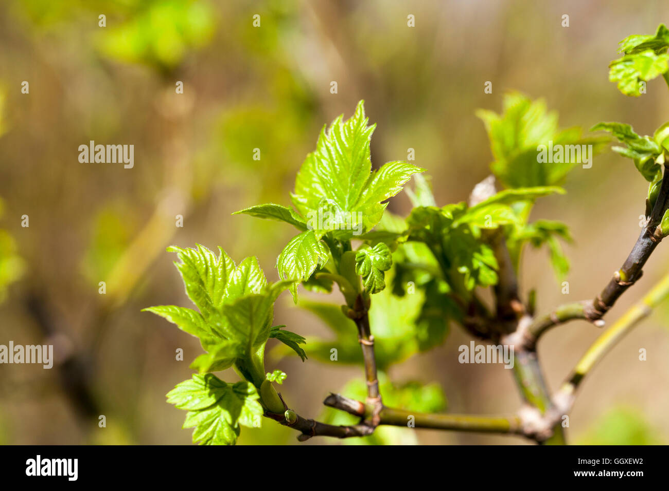 trees in the spring Stock Photo - Alamy