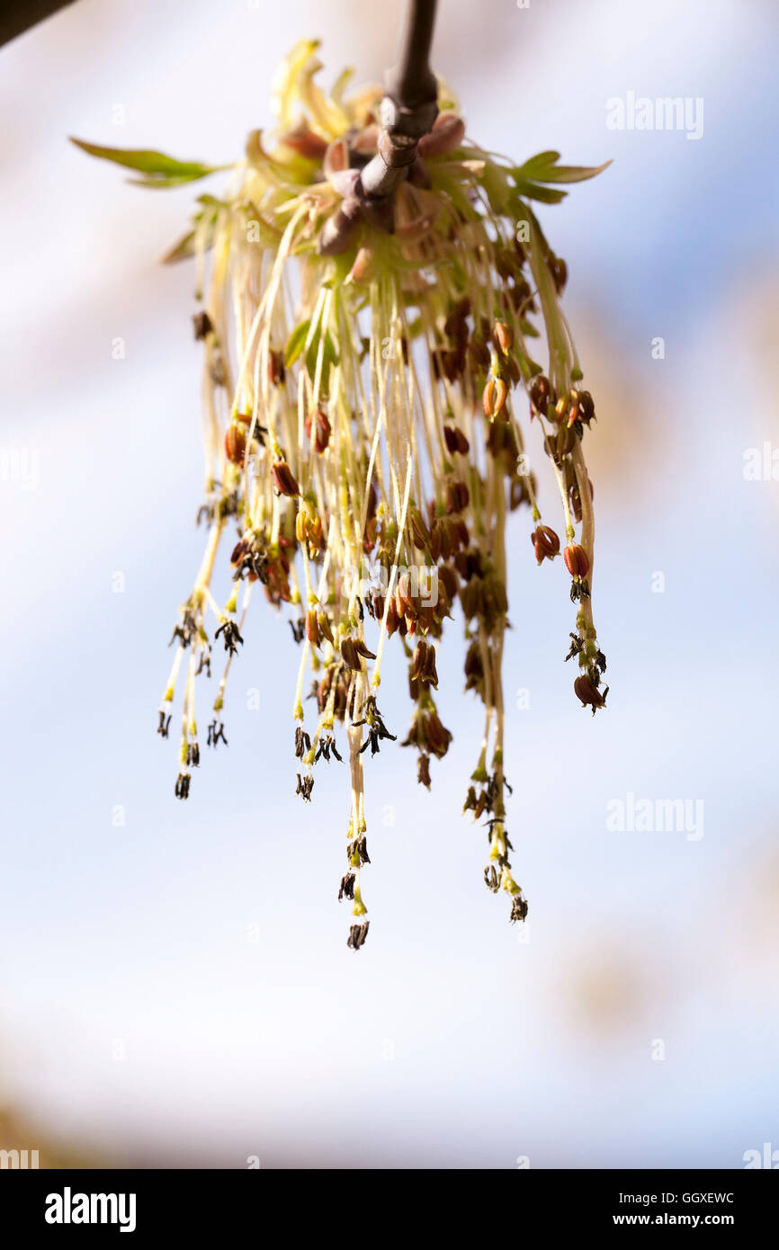 flowering maple, close up Stock Photo - Alamy