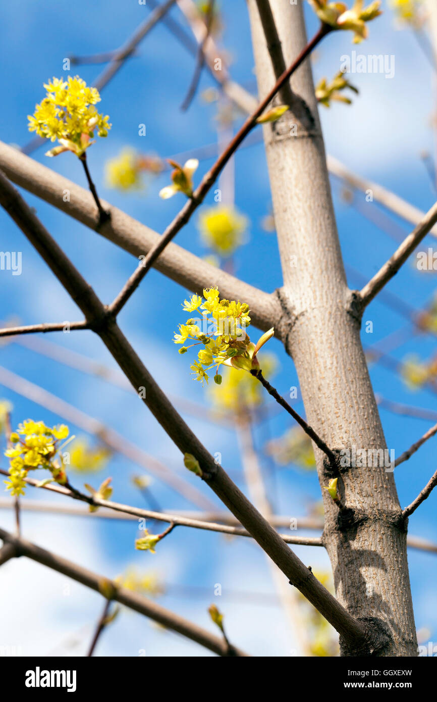 trees in the spring Stock Photo - Alamy