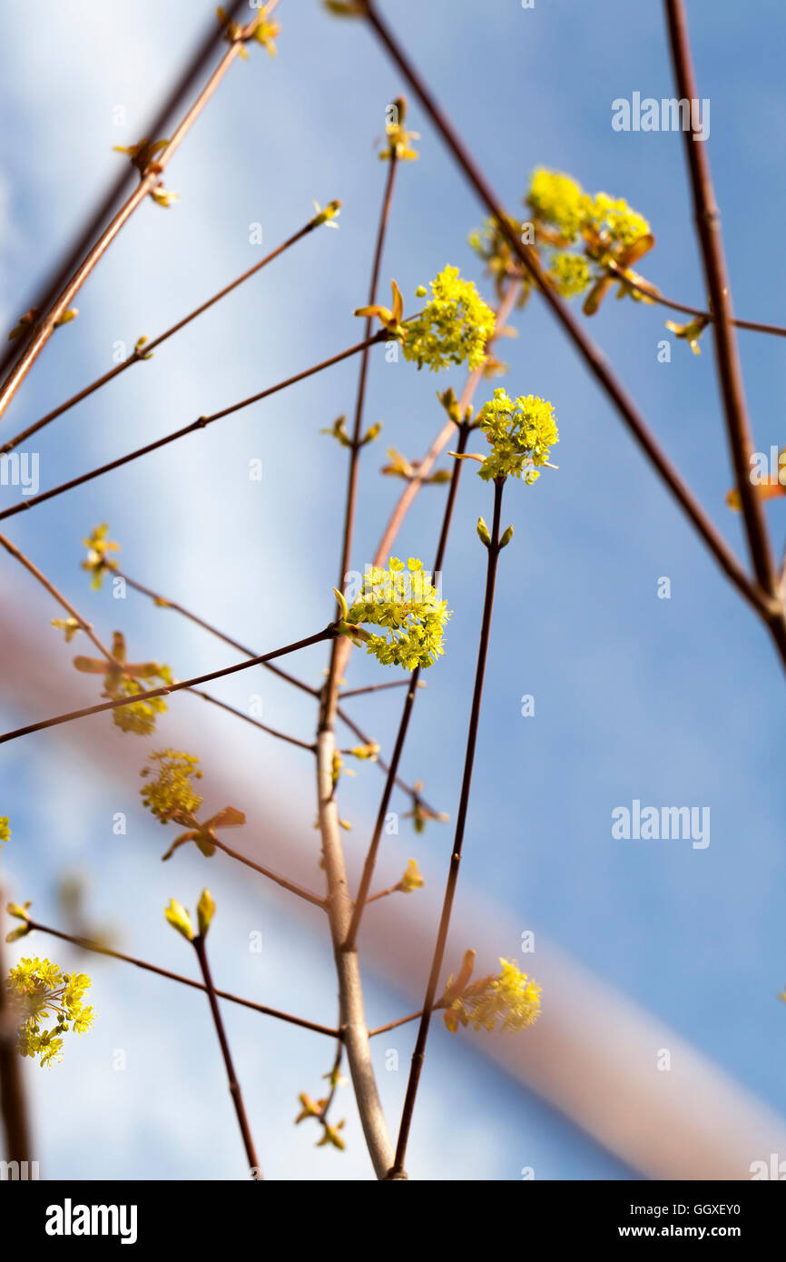 flowering maple, close up Stock Photo - Alamy