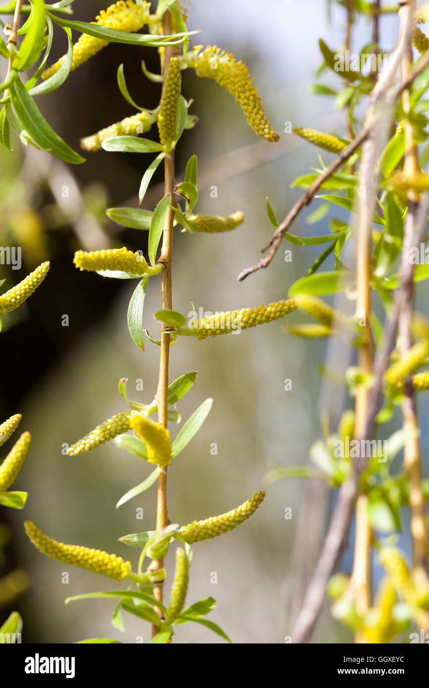 willow trees in the spring Stock Photo - Alamy