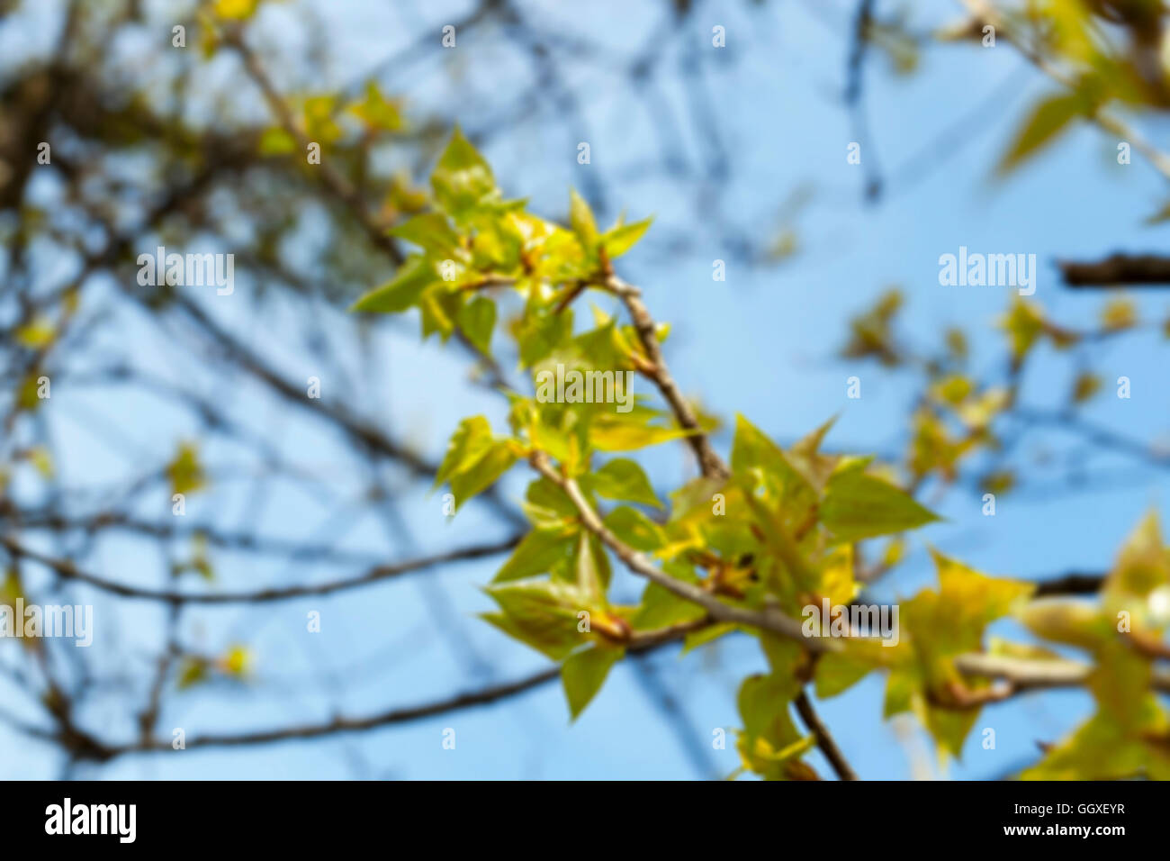trees in the spring Stock Photo - Alamy