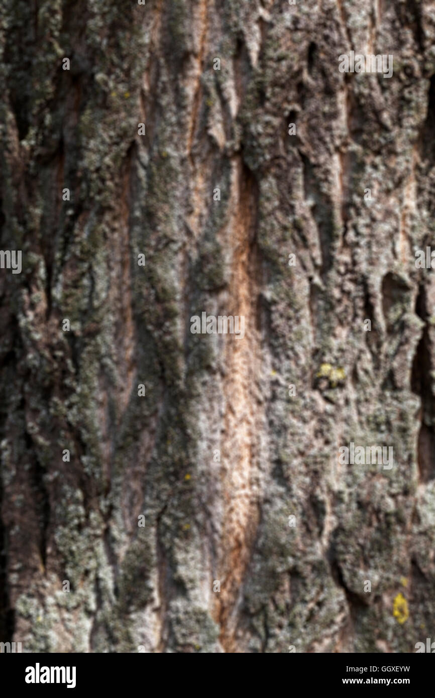 tree bark, close-up Stock Photo - Alamy
