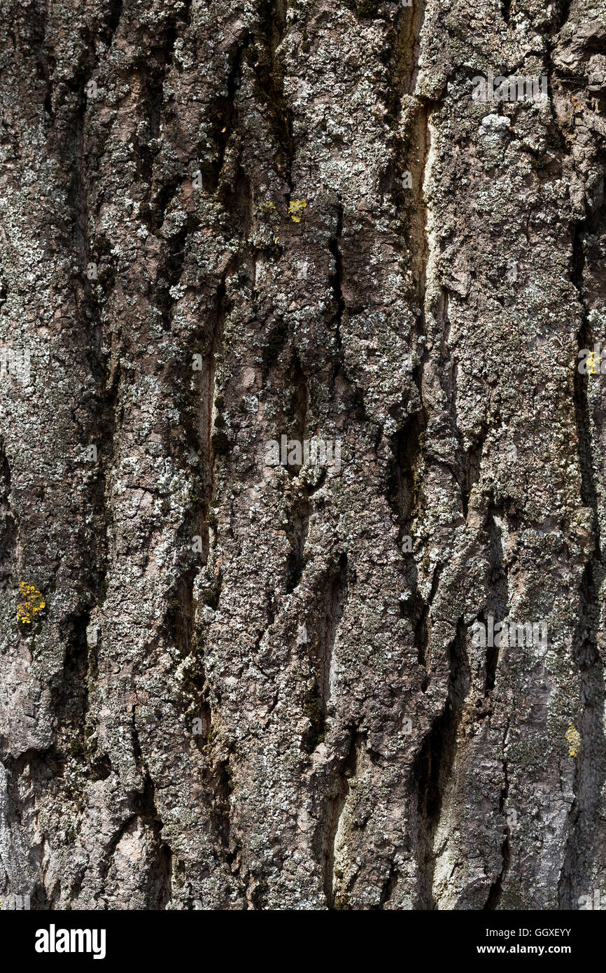 tree bark, close-up Stock Photo - Alamy