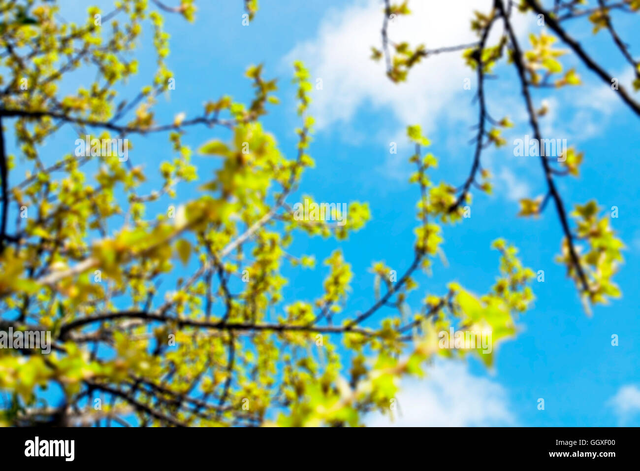 flowering maple, close up Stock Photo - Alamy