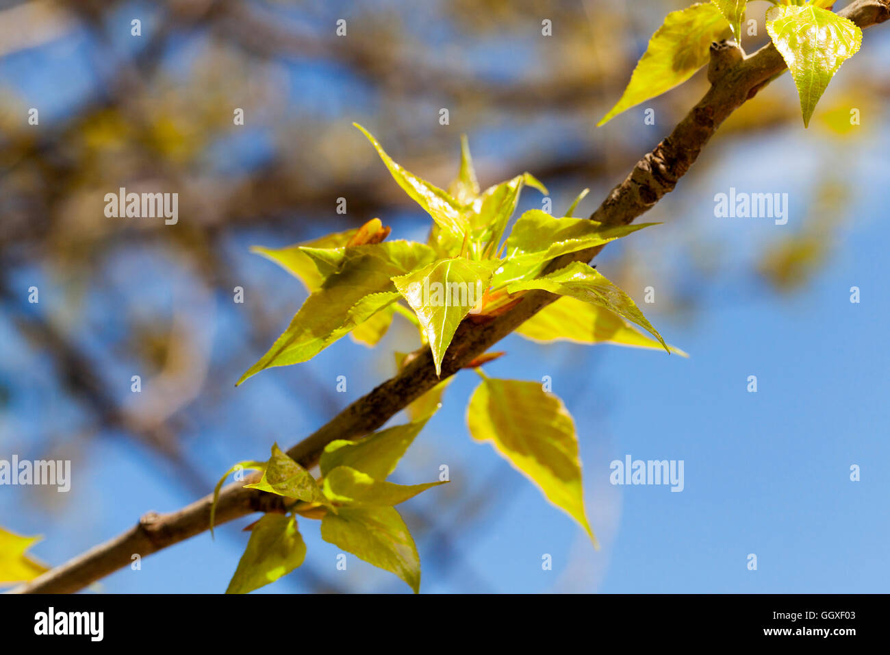 linden trees in the spring Stock Photo - Alamy