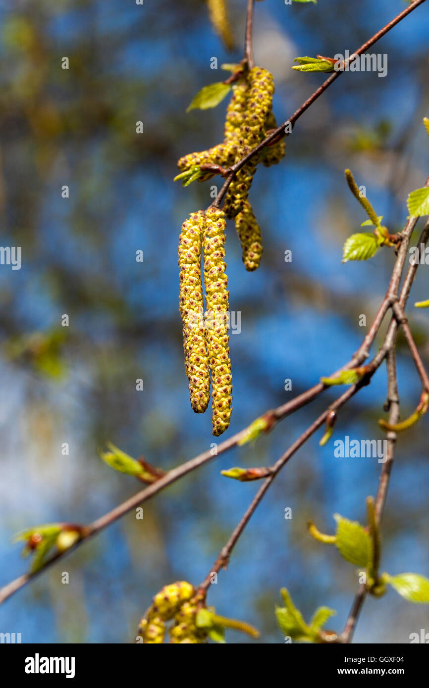 birch trees in spring Stock Photo - Alamy