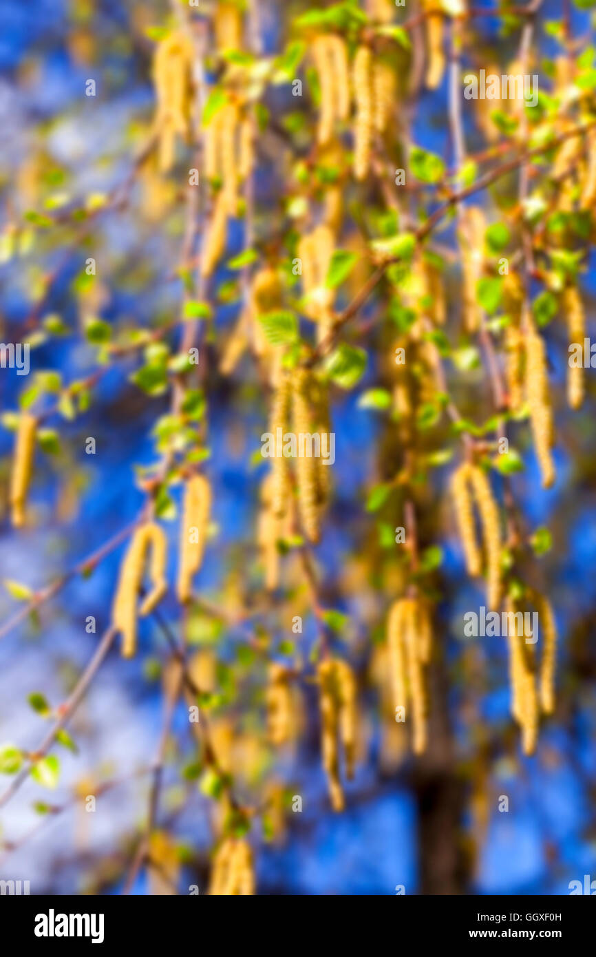 birch trees in spring Stock Photo - Alamy