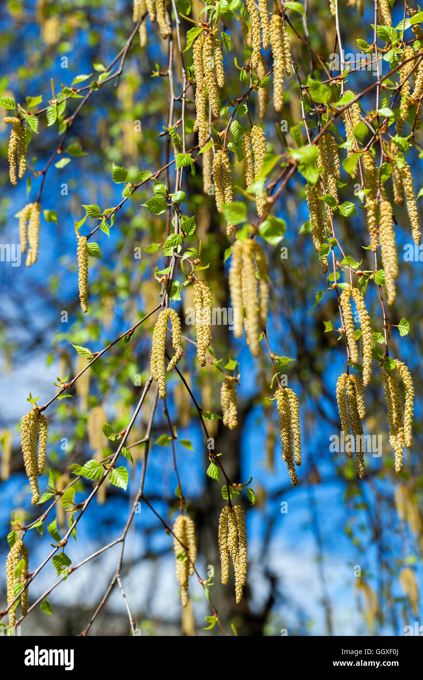 birch trees in spring Stock Photo - Alamy