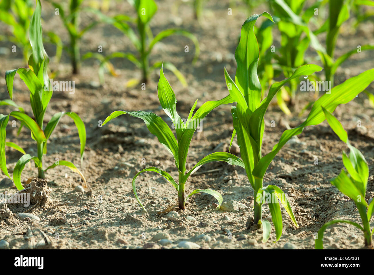 Corn field, summer Stock Photo - Alamy