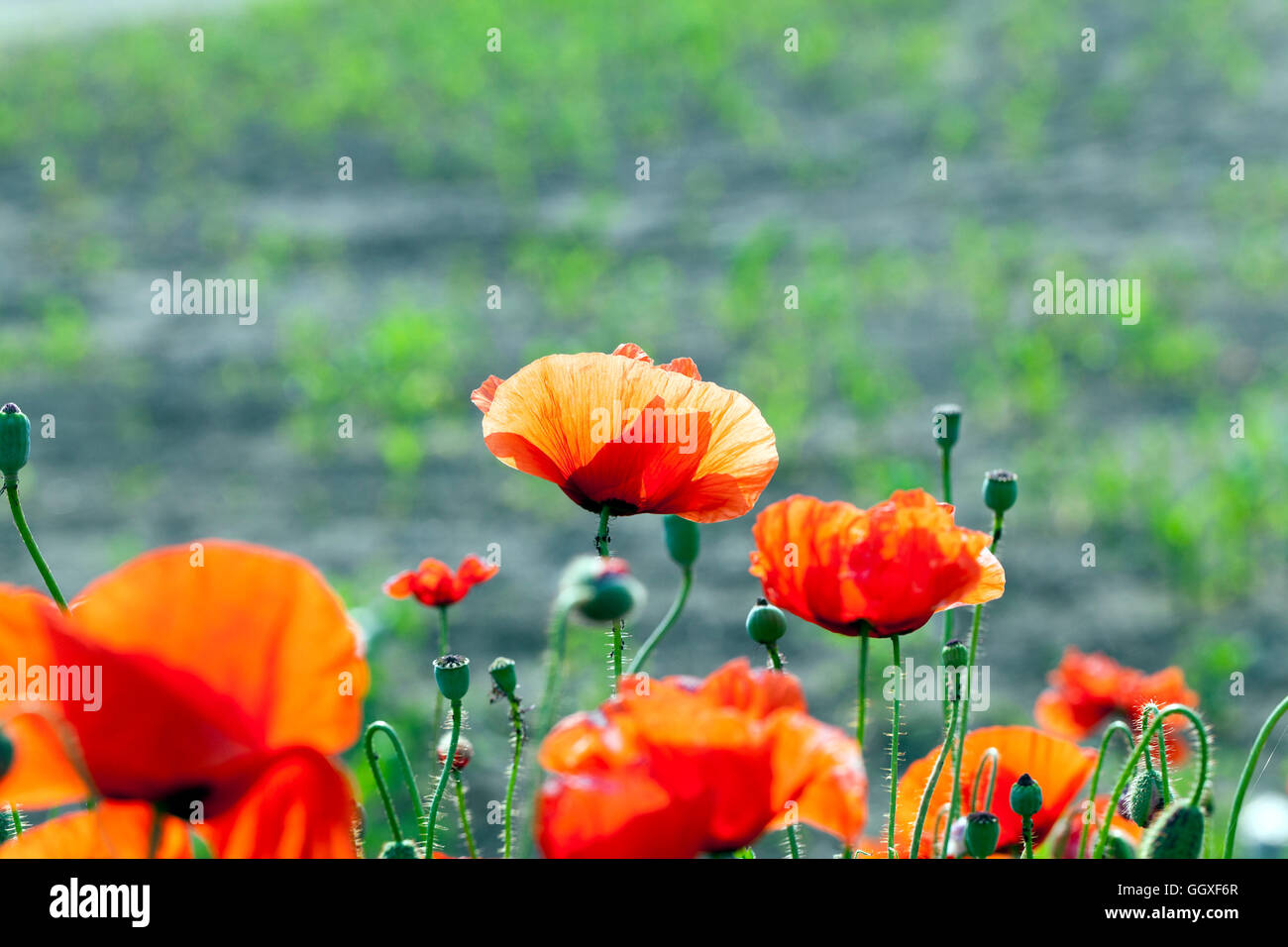 Poppy field brighton hi-res stock photography and images - Alamy