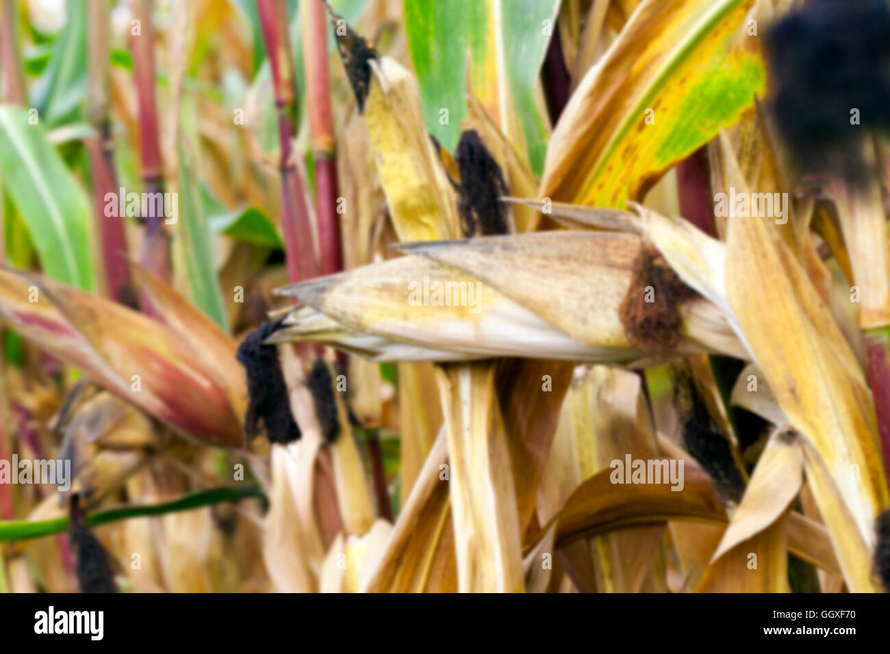 mature corn crop Stock Photo - Alamy