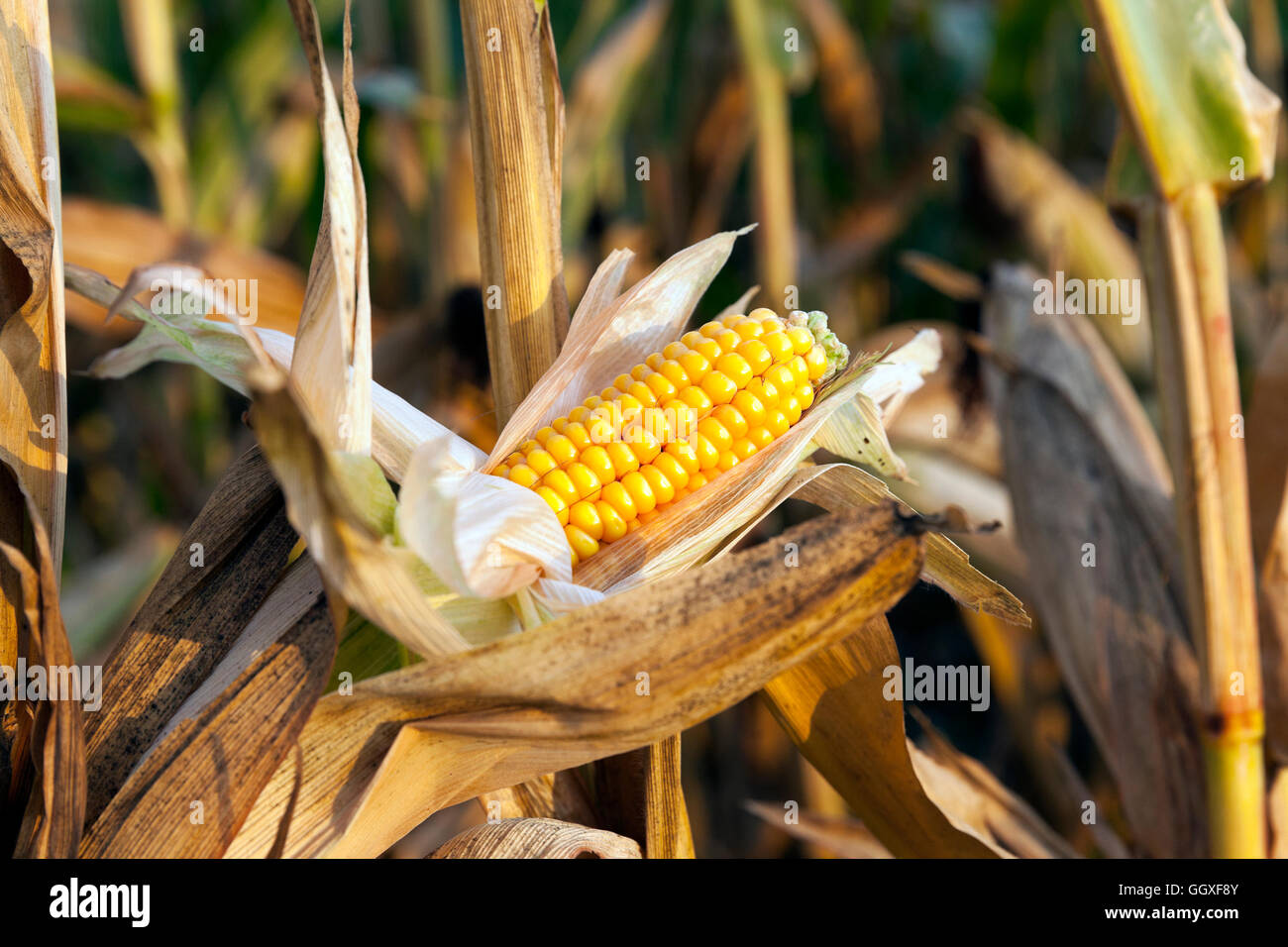 ripe corn, autumn Stock Photo - Alamy