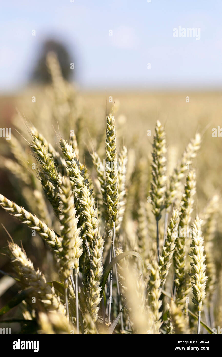 wheat field, tree Stock Photo - Alamy