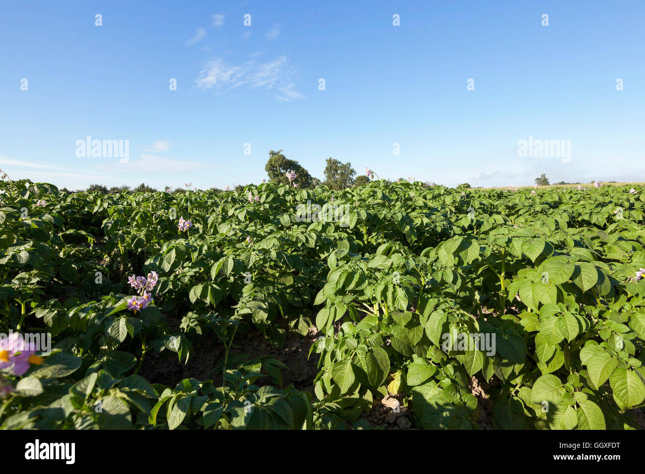 Agriculture potato field hi-res stock photography and images - Alamy