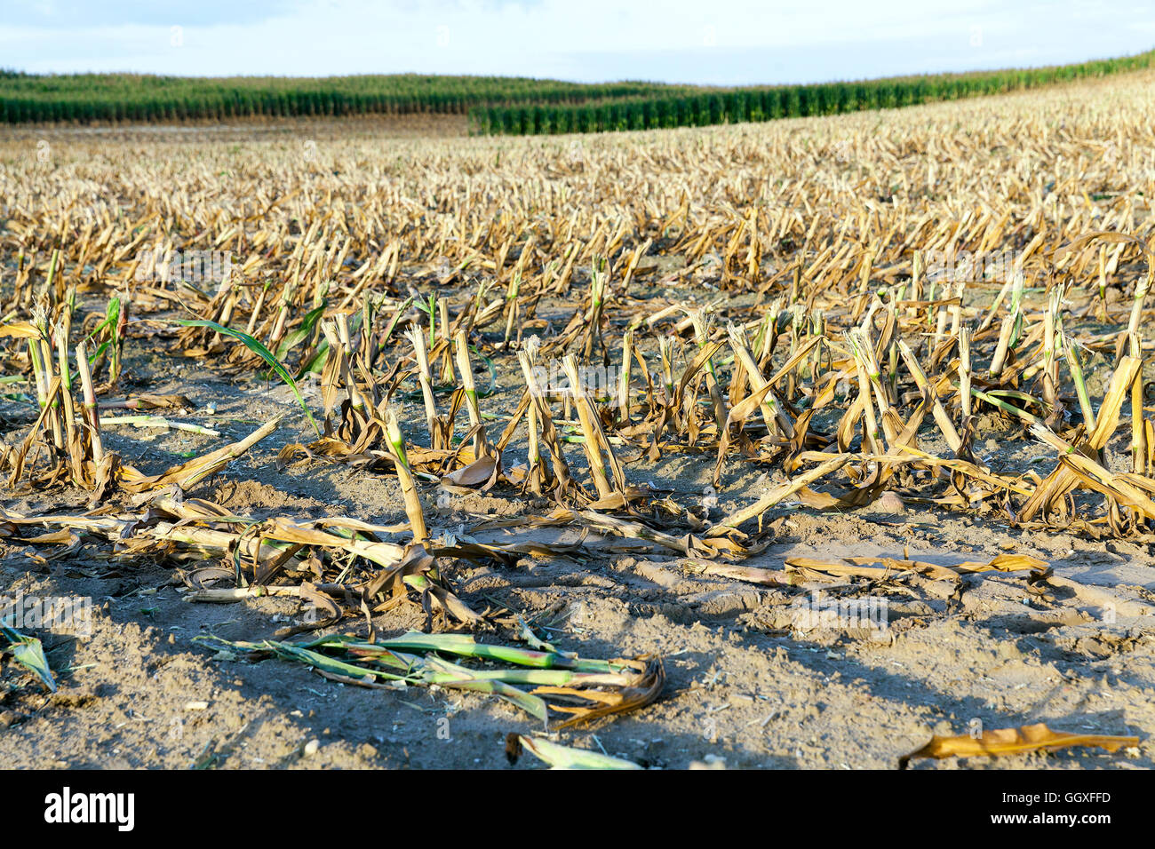 mature corn crop Stock Photo - Alamy