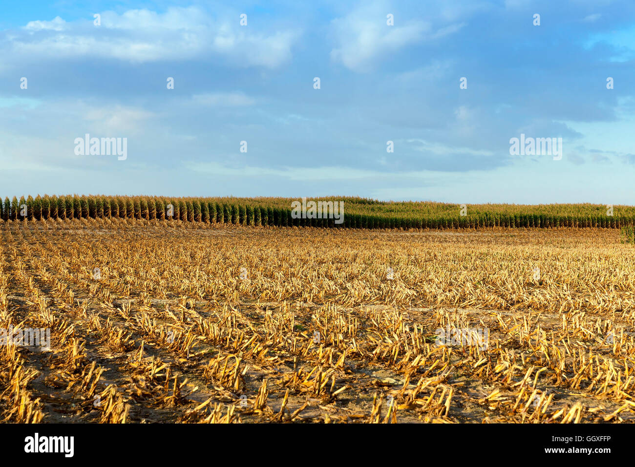 harvested mature corn Stock Photo - Alamy
