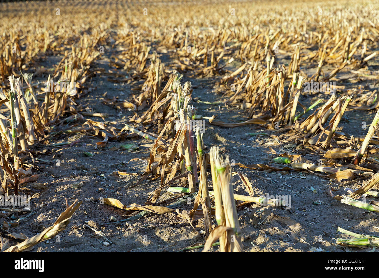 harvested mature corn Stock Photo - Alamy