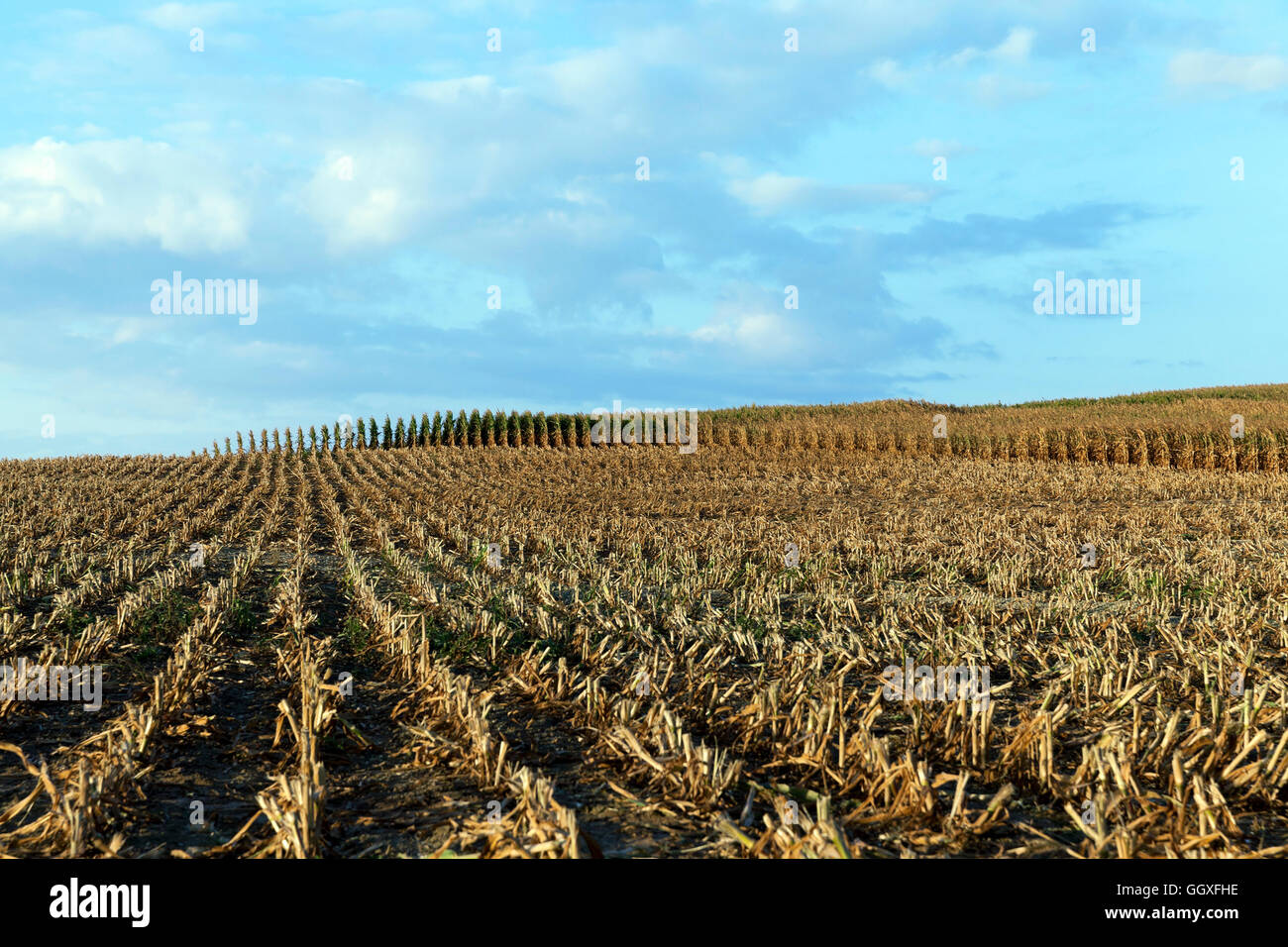 mature corn crop Stock Photo - Alamy