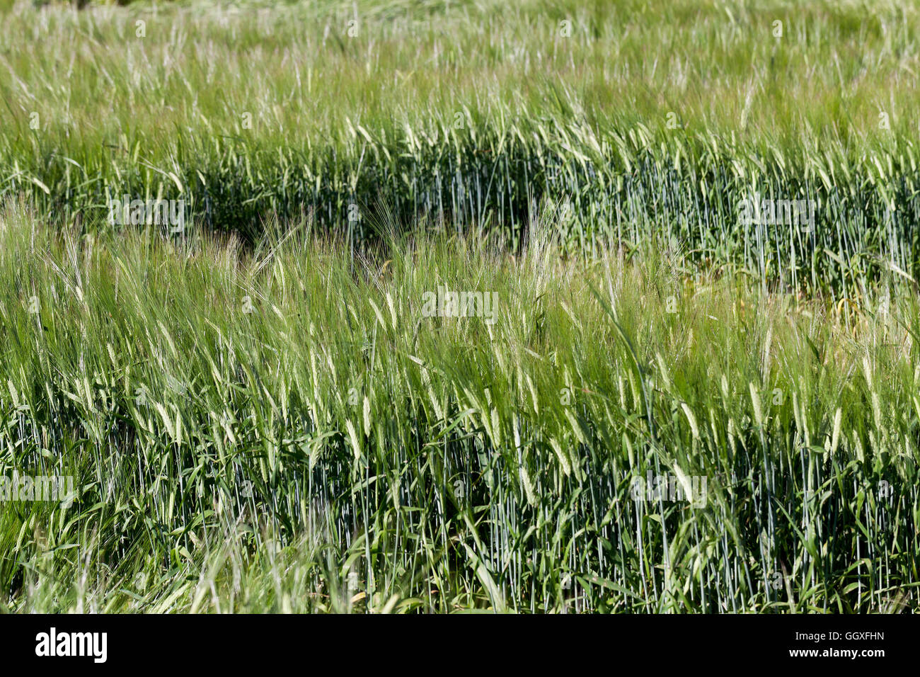 destruction of green cereals Stock Photo - Alamy