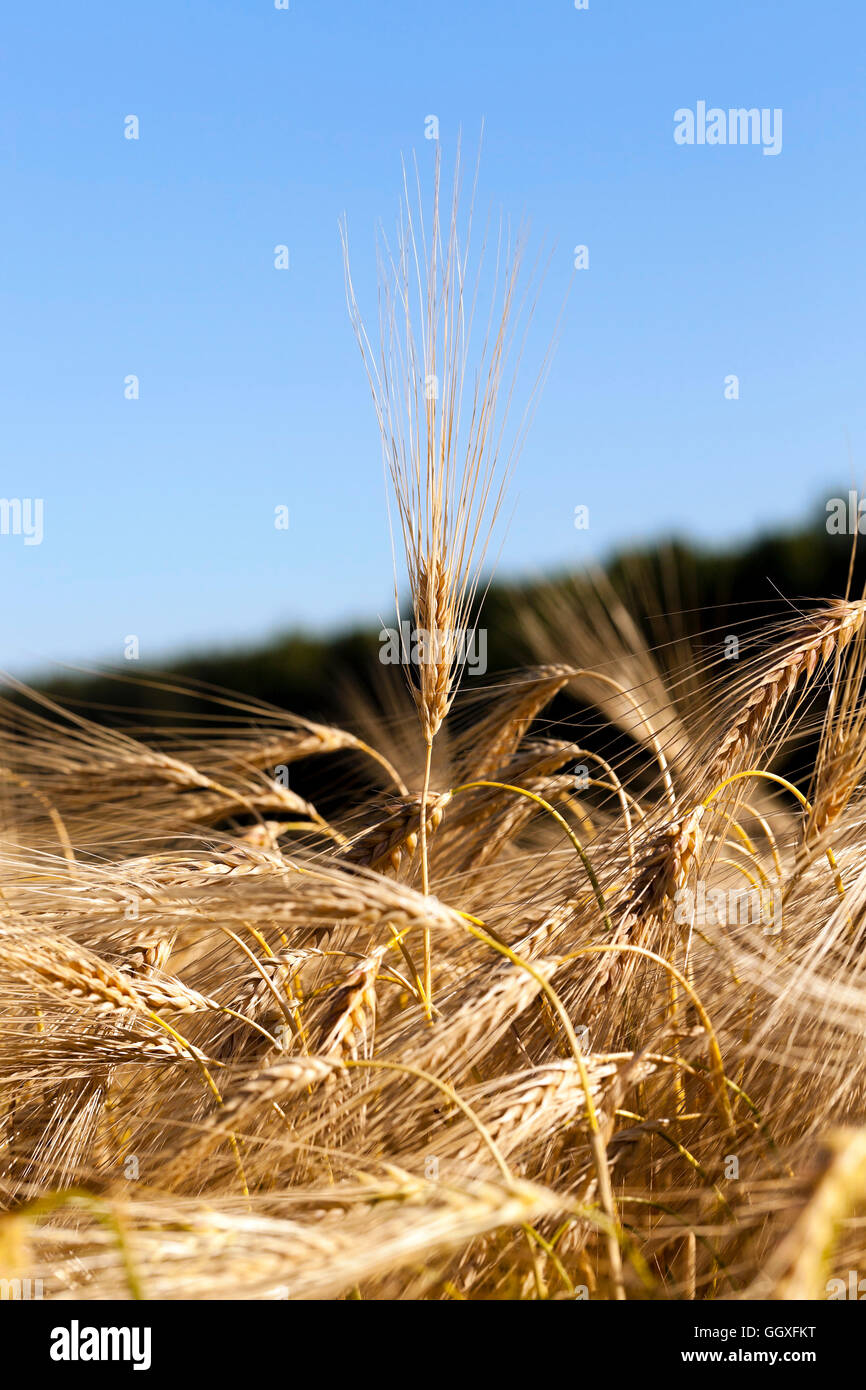farm field cereals Stock Photo - Alamy