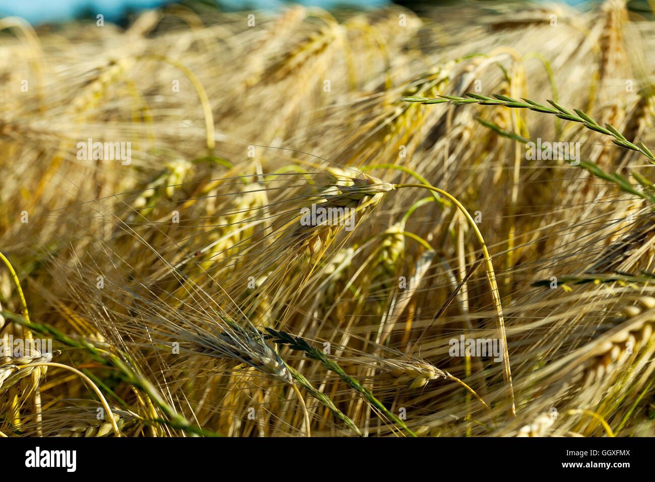 farm field cereals Stock Photo - Alamy