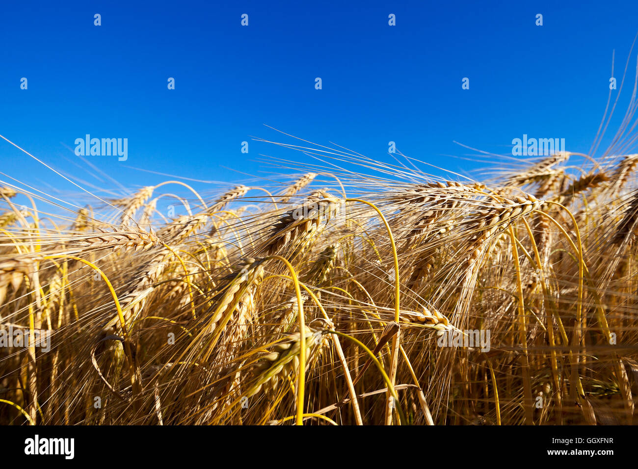farm field cereals Stock Photo - Alamy