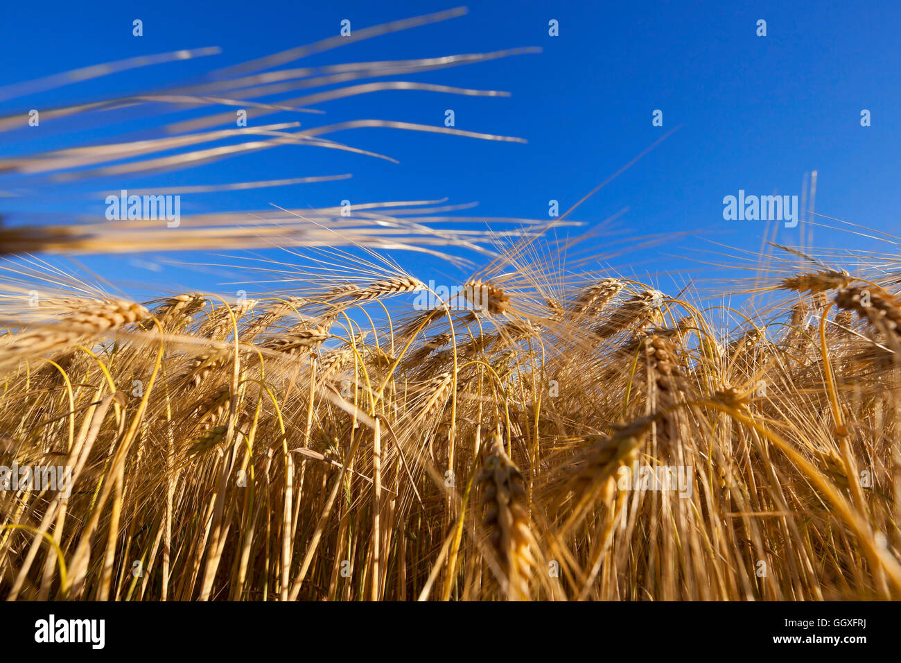 farm field cereals Stock Photo - Alamy