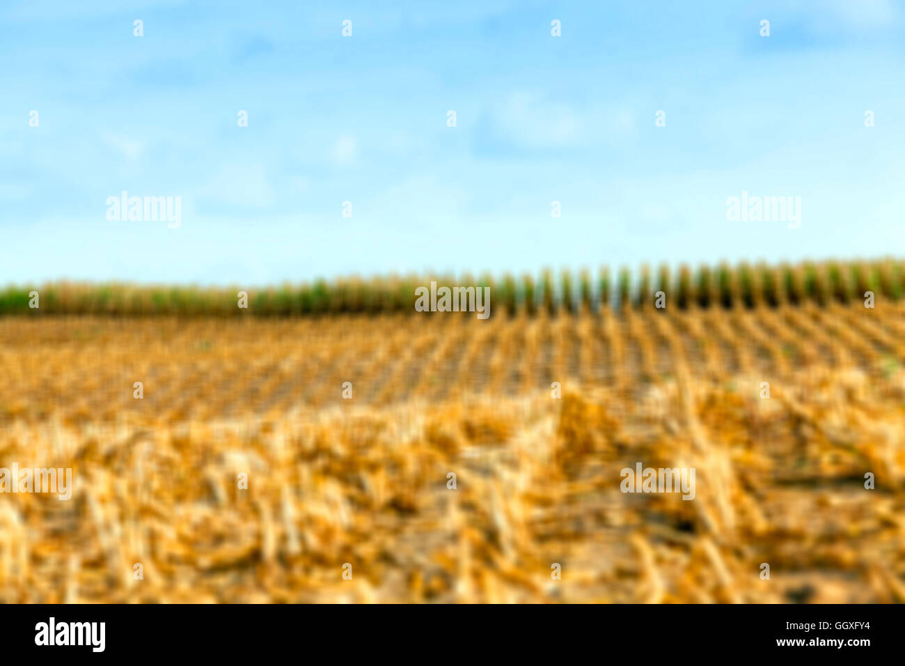 Reaping corn hi-res stock photography and images - Alamy