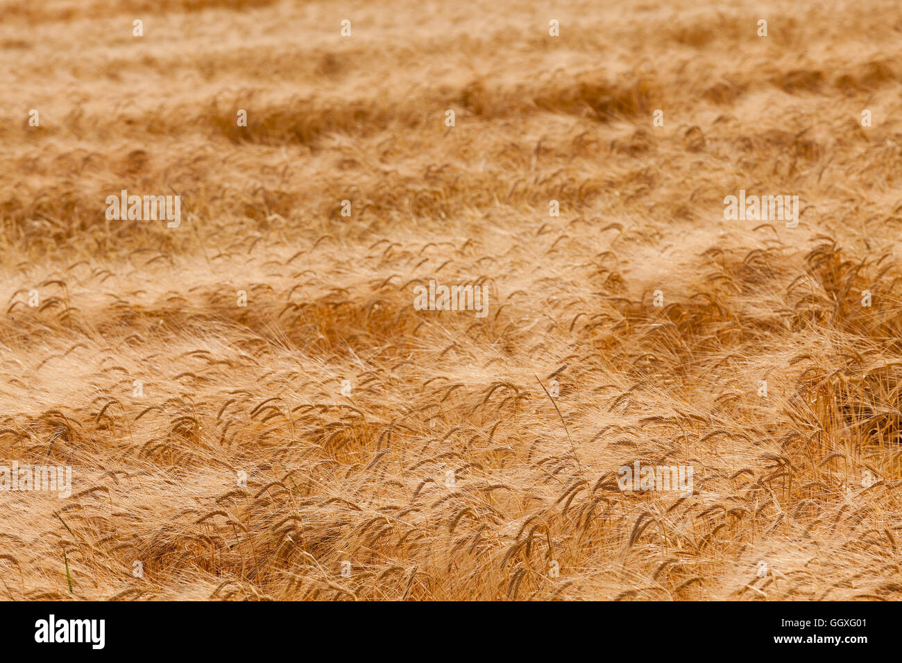 destroyed by the storm wheat Stock Photo - Alamy