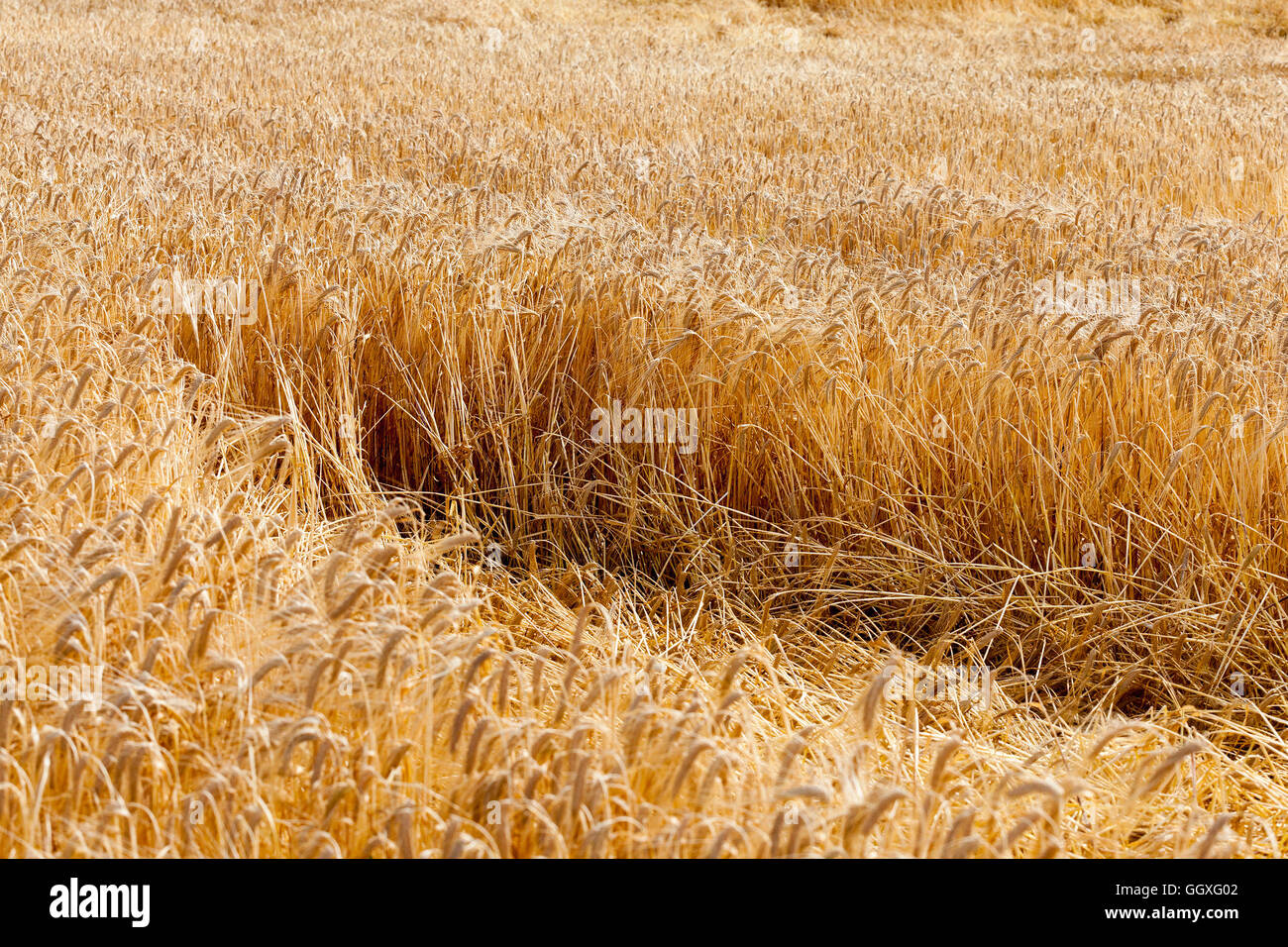 destroyed by the storm wheat Stock Photo - Alamy