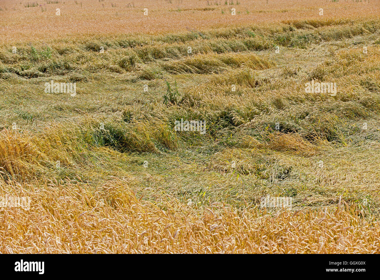 destroyed by the storm wheat Stock Photo - Alamy