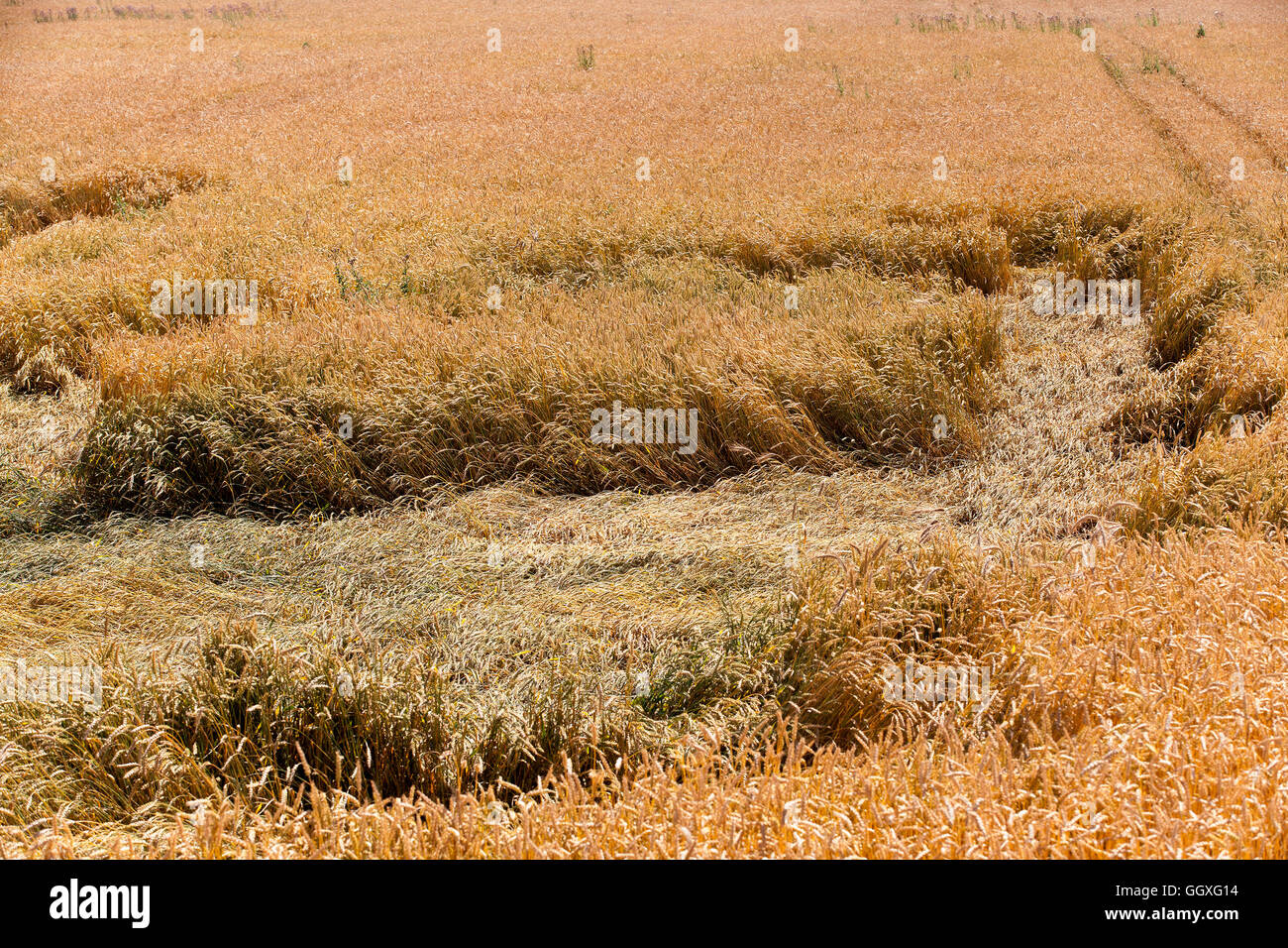 destroyed by the storm wheat Stock Photo - Alamy