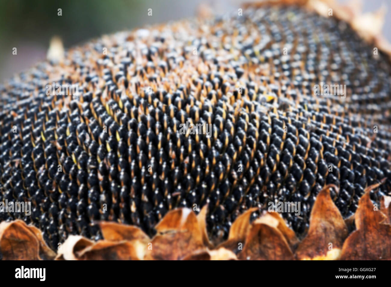 Sunflower pod hi-res stock photography and images - Alamy